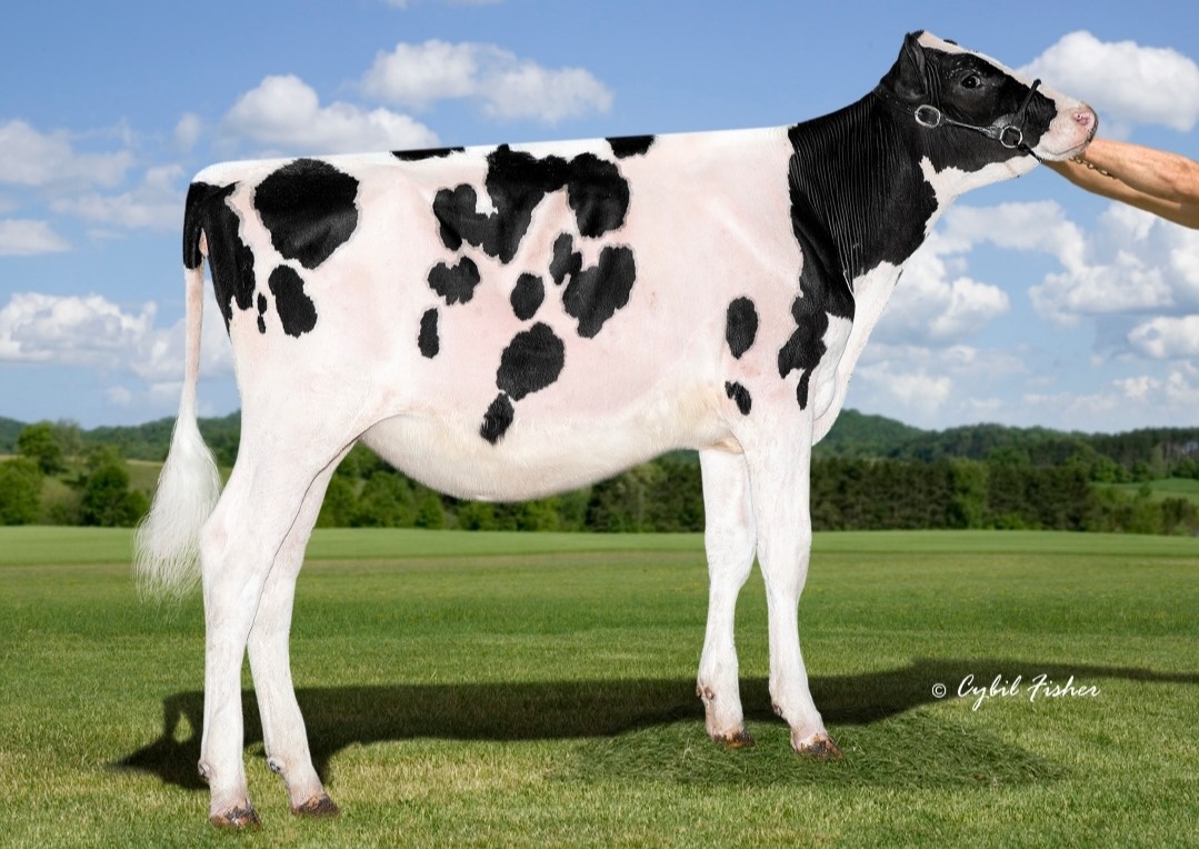 Monthly Elite Genetic Auctions | All Things Dairy