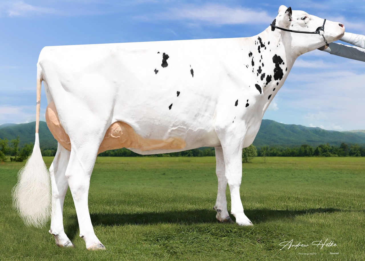 Monthly Elite Genetic Auctions | All Things Dairy